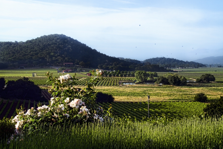 More Napa Landscape (with people) {El Dorado County Environmental ...